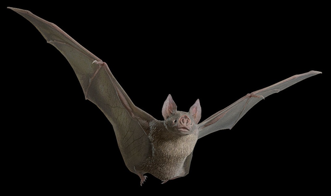Bat | Resident Evil Wiki | Fandom