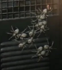 Man-eating spider | Resident Evil Wiki | Fandom