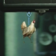 Chicken | Resident Evil Wiki | Fandom