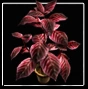 Herb (Red) | Resident Evil Wiki | Fandom