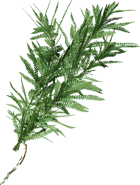 Green Herb | Resident Evil Wiki | Fandom