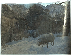 Photo of a Rare Animal | Resident Evil Wiki | Fandom