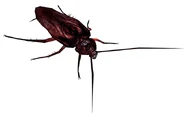 Cockroach | Resident Evil Wiki | Fandom