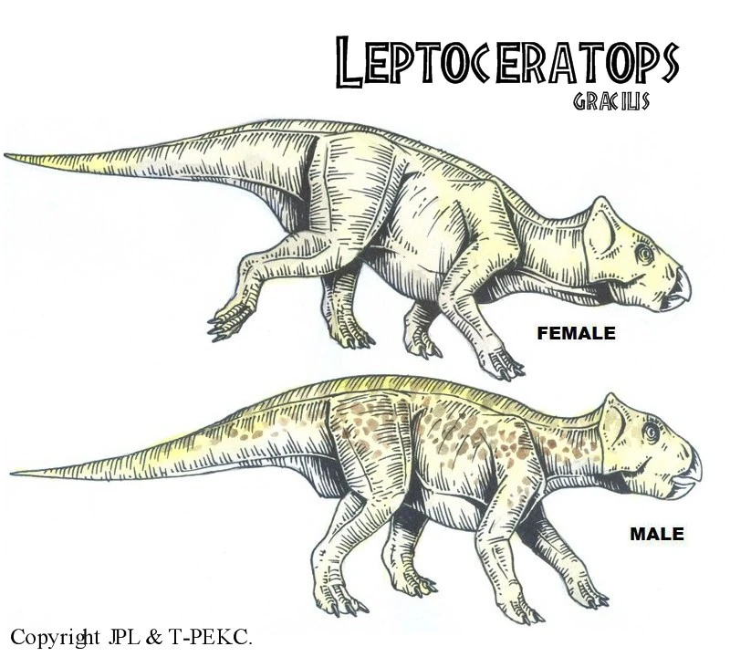 Leptoceratops gracilis | Return to New Lands Wikia | Fandom