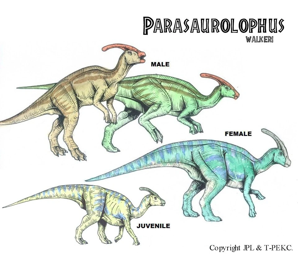 Parasaurolophus walkeri | Return to New Lands Wikia | Fandom