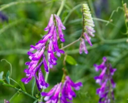 Plant: Hairy Vetch | Revamped Bay Area Plants Wiki | Fandom