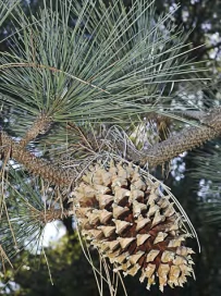 Bay Area Native/Introduced Plants | Revamped Bay Area Plants Wiki | Fandom