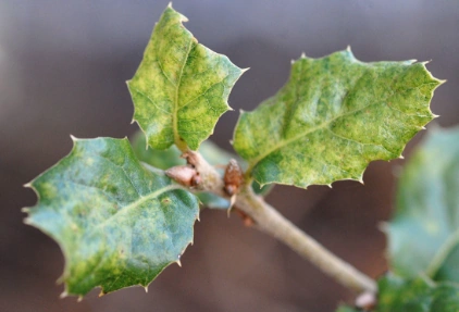 Plant: Coast Live Oak | Revamped Bay Area Plants Wiki | Fandom