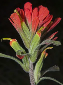 Apocynaceae | Revamped Bay Area Plants Wiki | Fandom