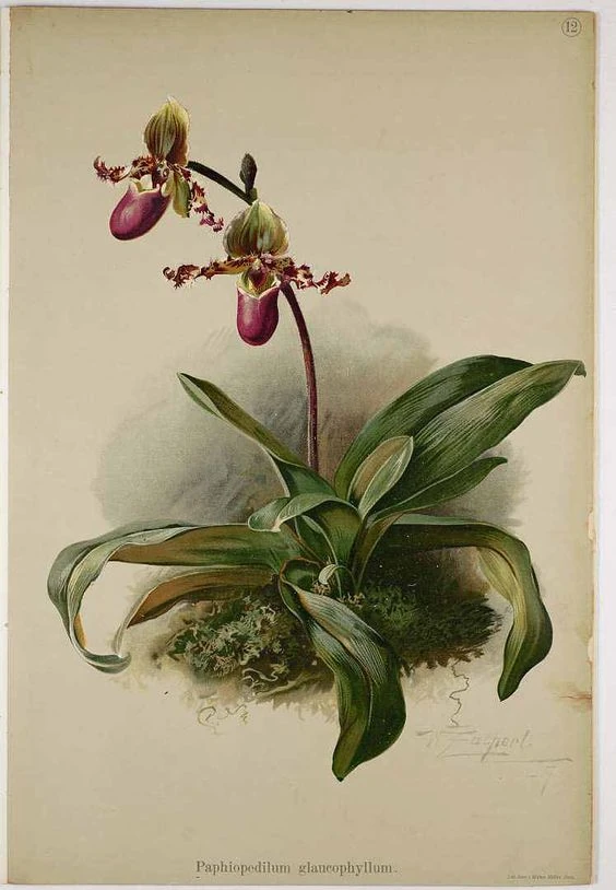 Ravella Miraculosis | Revaria Wiki | Fandom