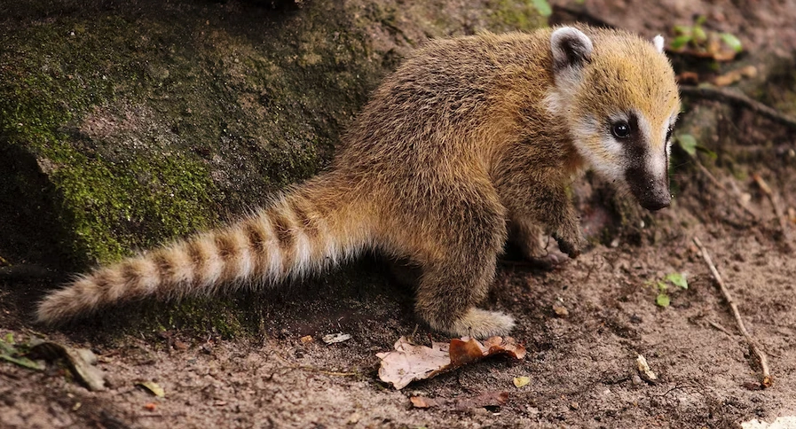 Coati | The Revengerists Consortium of Stuff Wiki | Fandom