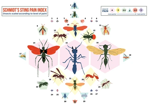 Schmidt sting pain index | The Revengerists Consortium of Stuff Wiki ...