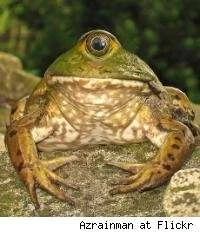 Hermit the Krog | The Revengerists Consortium of Stuff Wiki | Fandom