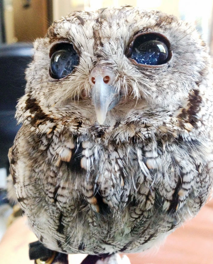 Space Owl | The Revengerists Consortium of Stuff Wiki | Fandom