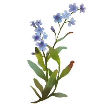 Alpine Forget-Me-Not | Reverse: 1999 Wiki | Fandom