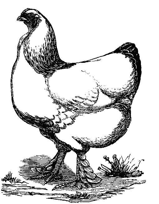 Chicken | Rf8 Wiki | Fandom