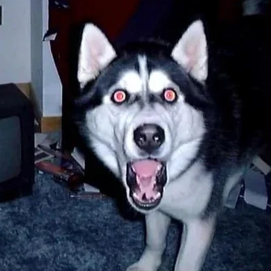 Wojak Dog | Running From The Internet Wiki | Fandom