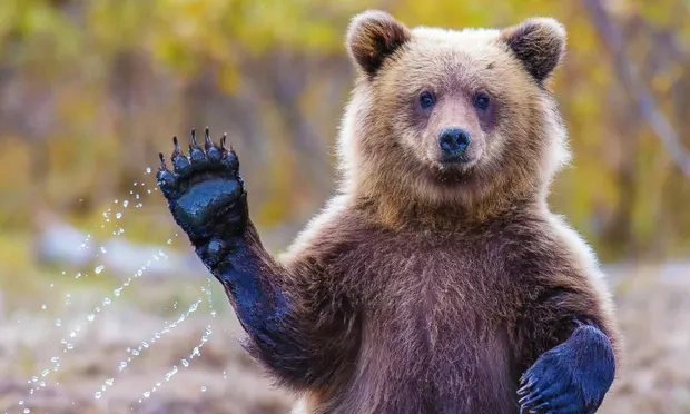 Bear | Rhea Wiki | Fandom