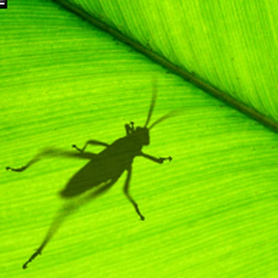 Grasshopper Rhino Logo