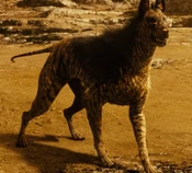 Alien Jackal | Riddick Wiki | Fandom