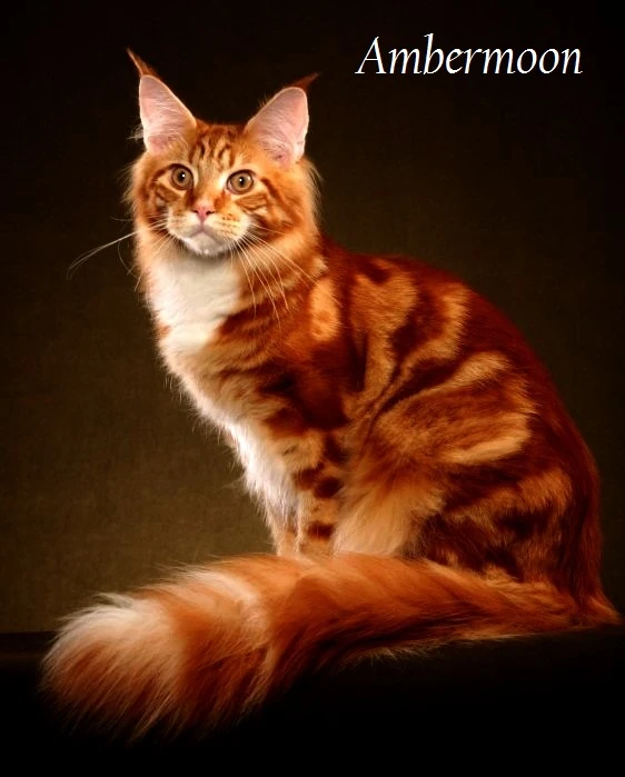 Ambermoon | RidgeClan Roleplaying Wiki | Fandom
