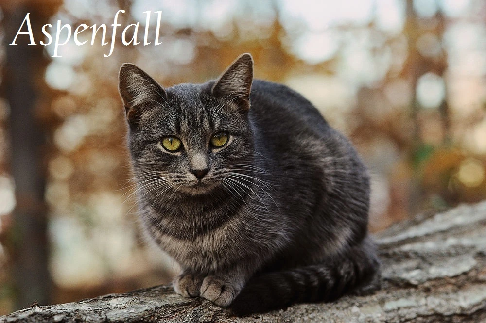 Aspenfall | RidgeClan Roleplaying Wiki | Fandom