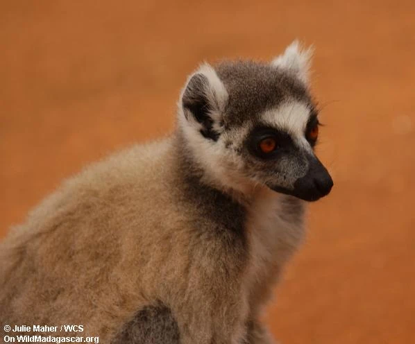 Titus Wild | Ringtail Lemur Wiki | Fandom