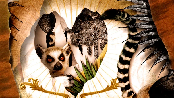 Lemur Street | Ringtail Lemur Wiki | Fandom