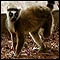 Peg Leg Graveyards | Ringtail Lemur Wiki | Fandom