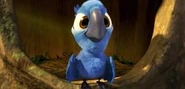 Blu | Wiki Rio Pelicula | Fandom