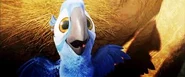 Blu | Wiki Rio Pelicula | Fandom