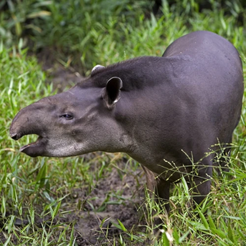 Amazon Tapir