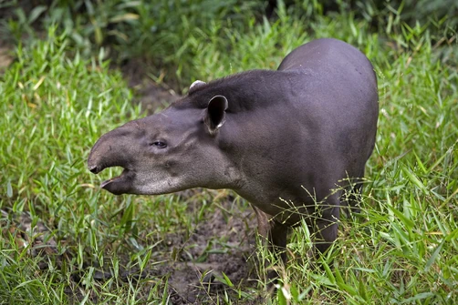 Tapir | Rio Wiki | Fandom