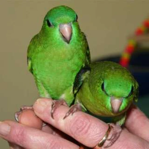 Lineolated Parakeet Color Mutations