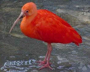 Scarlet ibis | Rio Wiki | Fandom