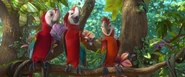 Red Macaw Tribe | Rio Wiki | Fandom