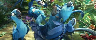 Tiago | Rio Wiki | Fandom