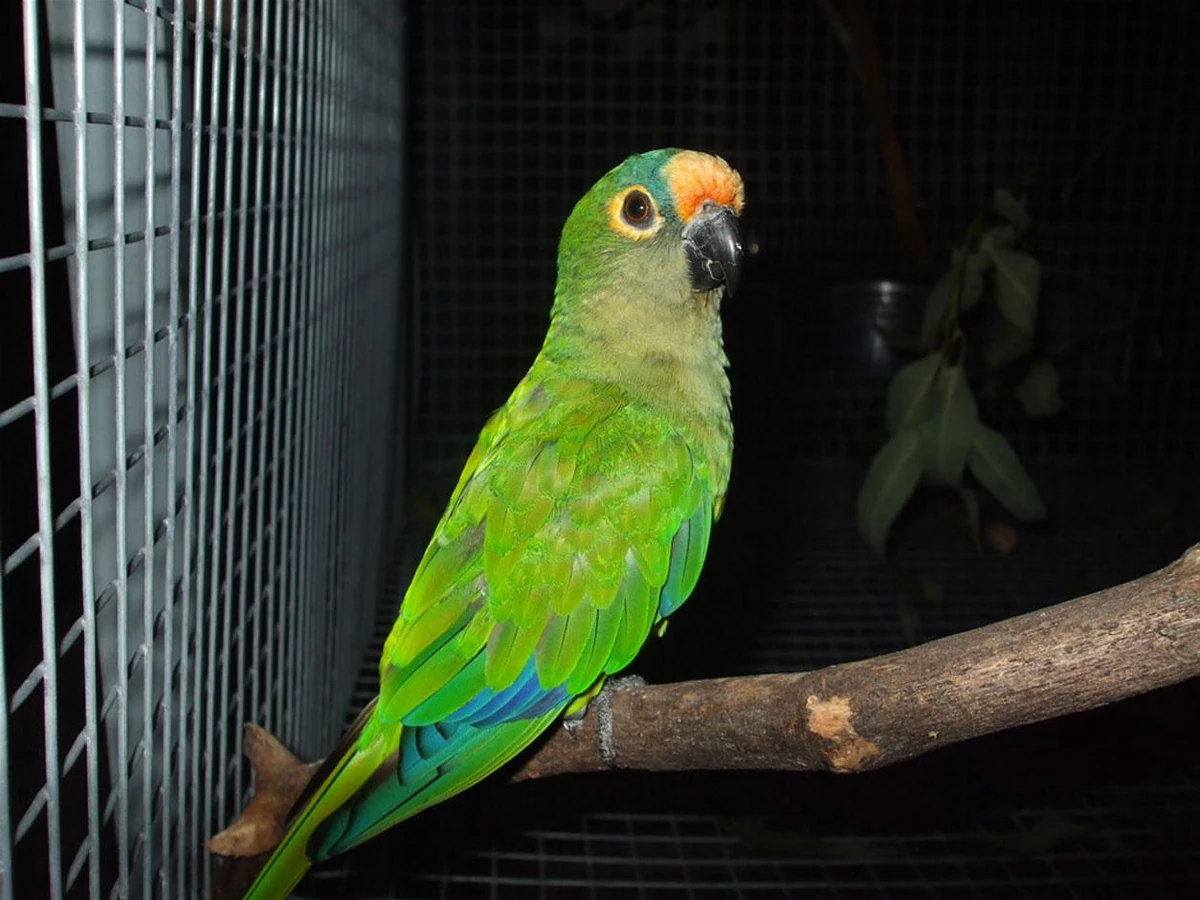 Peach-fronted parakeet | Rio Wiki | Fandom