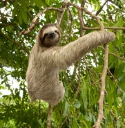 Sloth | Rio Wiki | Fandom
