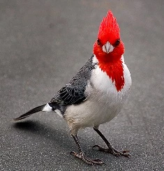 Red-crested cardinal | Rio Wiki | Fandom