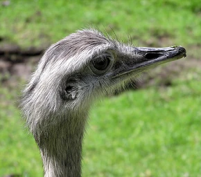 Greater rhea | Rio Wiki | Fandom