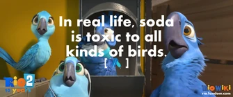 Rio 2: 10 years 10 facts to celebrate Rio 2 | Rio Wiki | Fandom