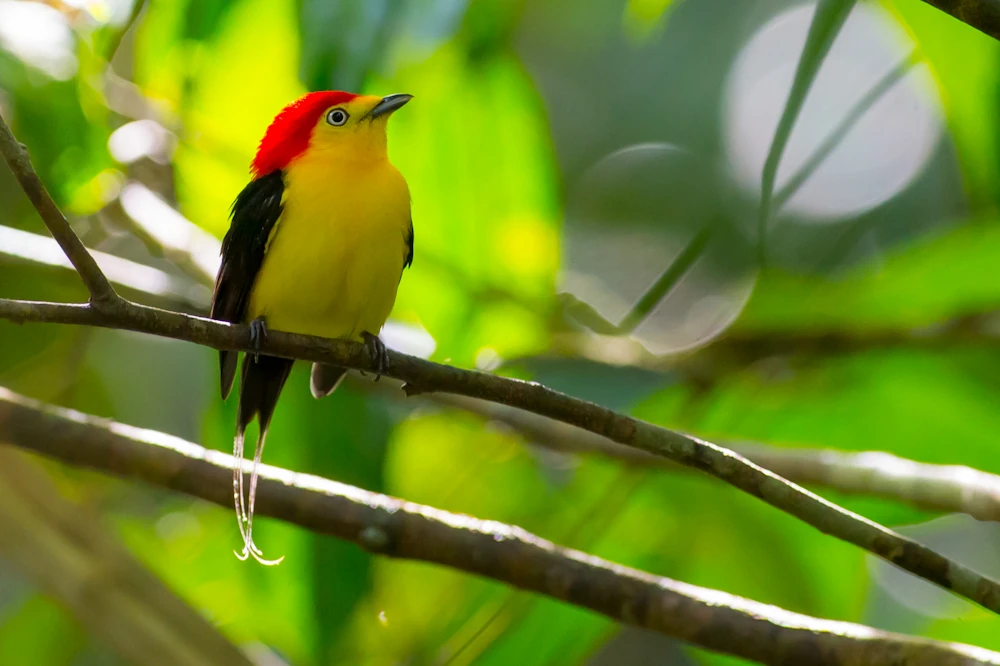 Wire-tailed manakin | Rio Wiki | Fandom