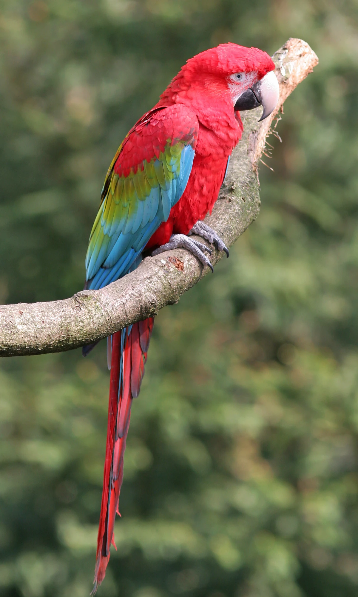 Green-winged macaw | Rio Wiki | Fandom