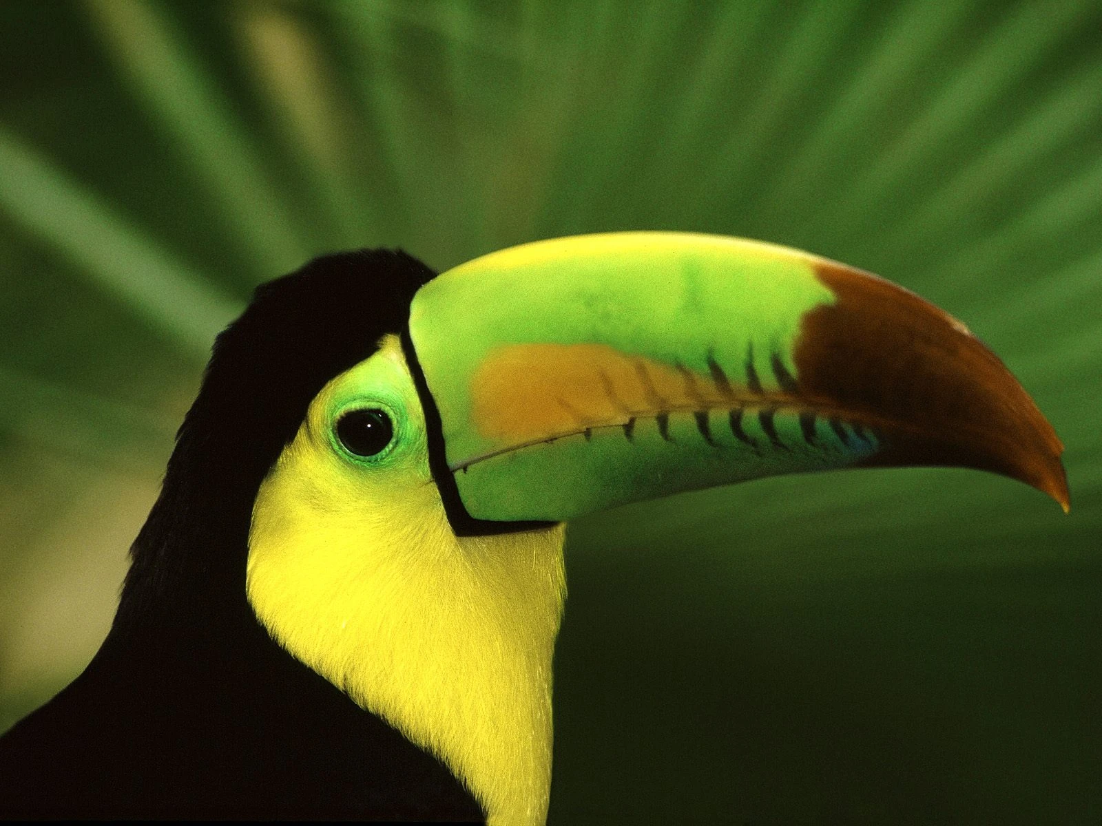 Keel-billed Toucan | Rio Wiki | Fandom