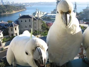 List of Animal species in Rio | Rio Wiki | Fandom