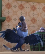 Tiago | Wiki Río | Fandom