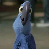 Blu | Wiki Río | Fandom