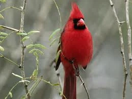 Cardinals | Rio Wiki | Fandom