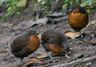 Marbled Wood Quail | Rio Wiki | Fandom